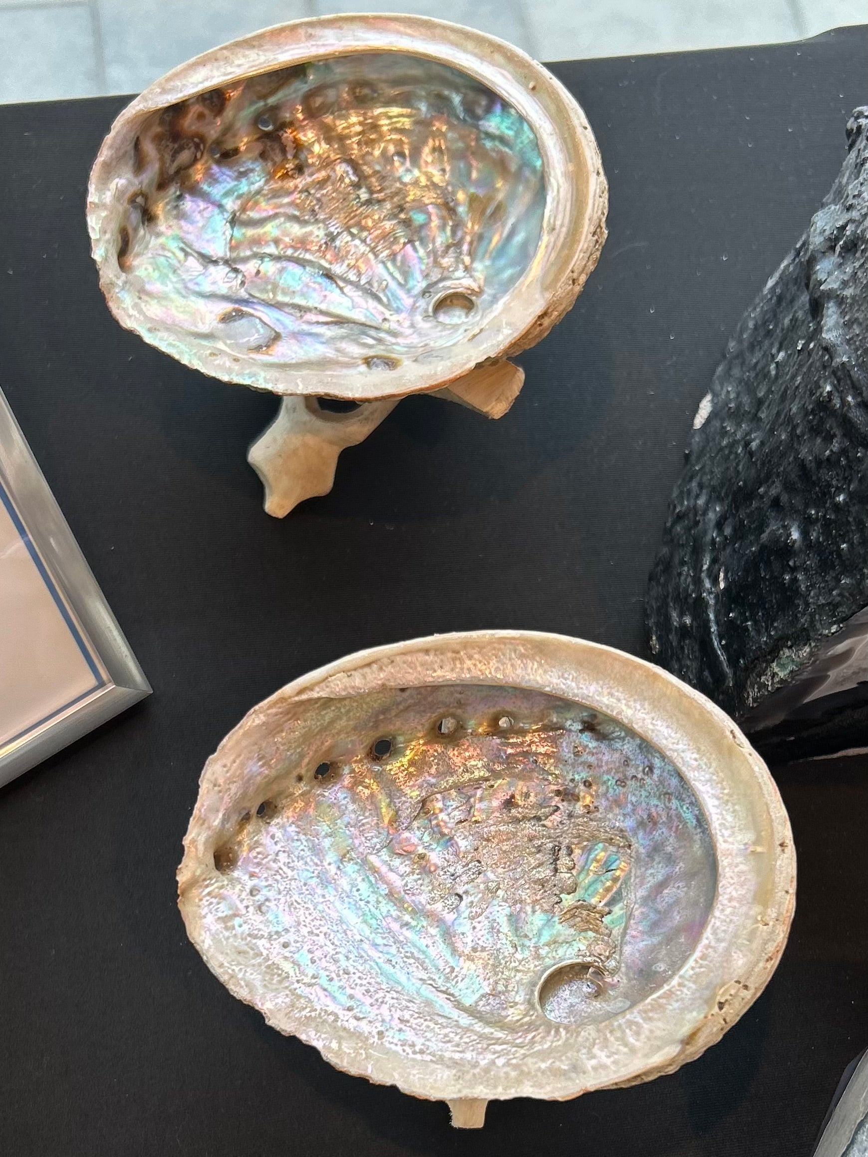 Abalone Shell/Smudging Feather